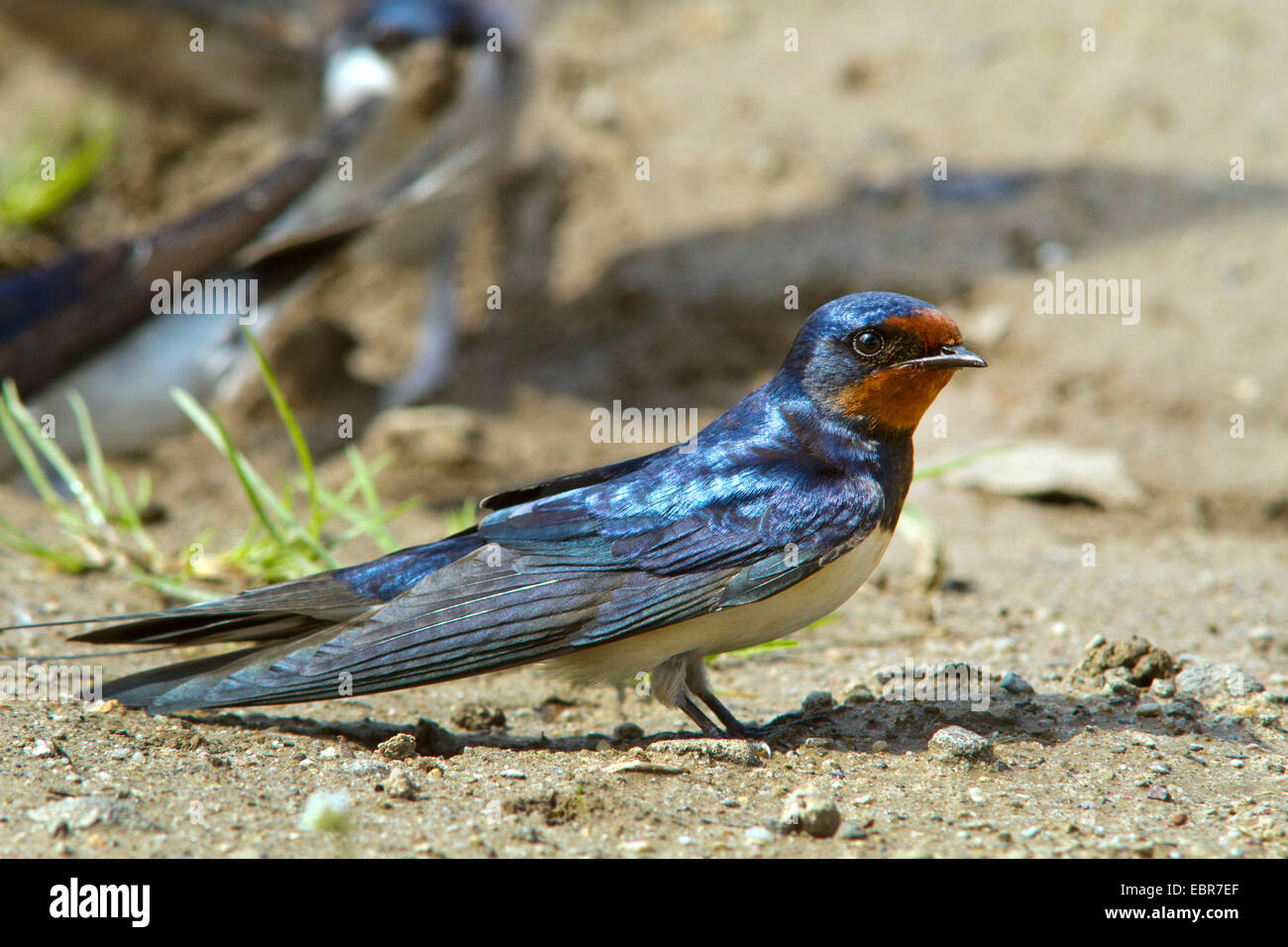 Swallow on ground hi-res stock photography and images - Alamy