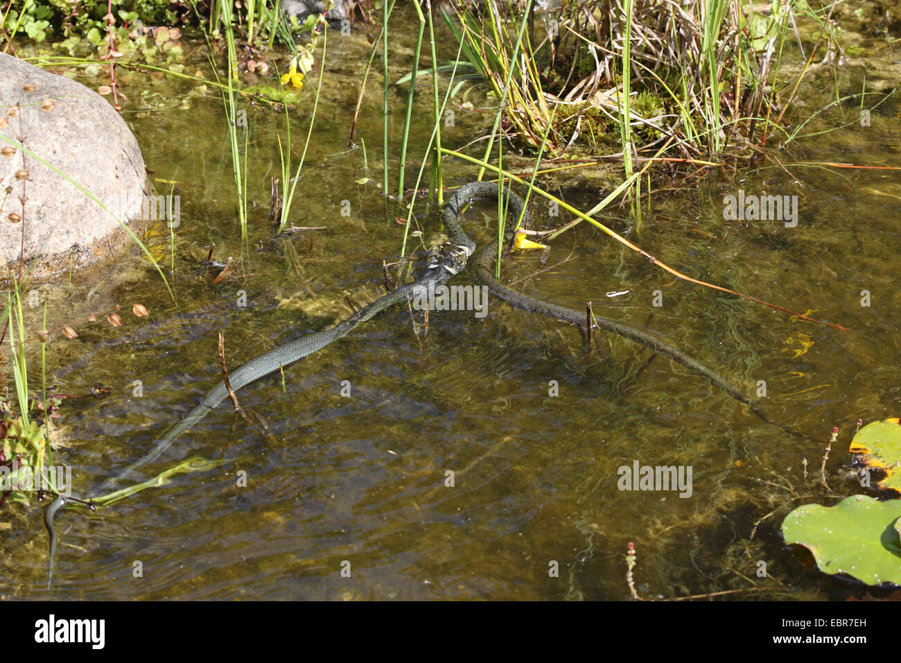 grass snake (Natrix natrix), series picture 16, two snakes fighting for ...