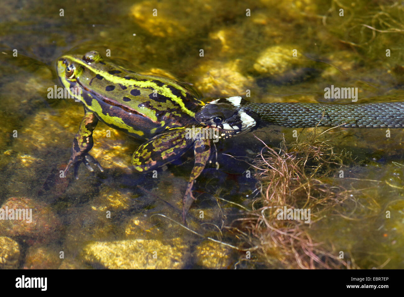 grass snake (Natrix natrix), has caught a frog European edible frog ...