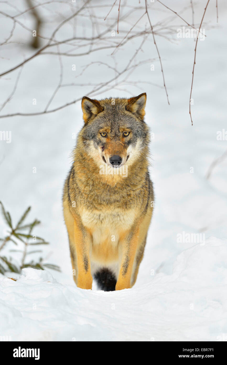 Wolves Snow High Resolution Stock Photography and Images - Alamy