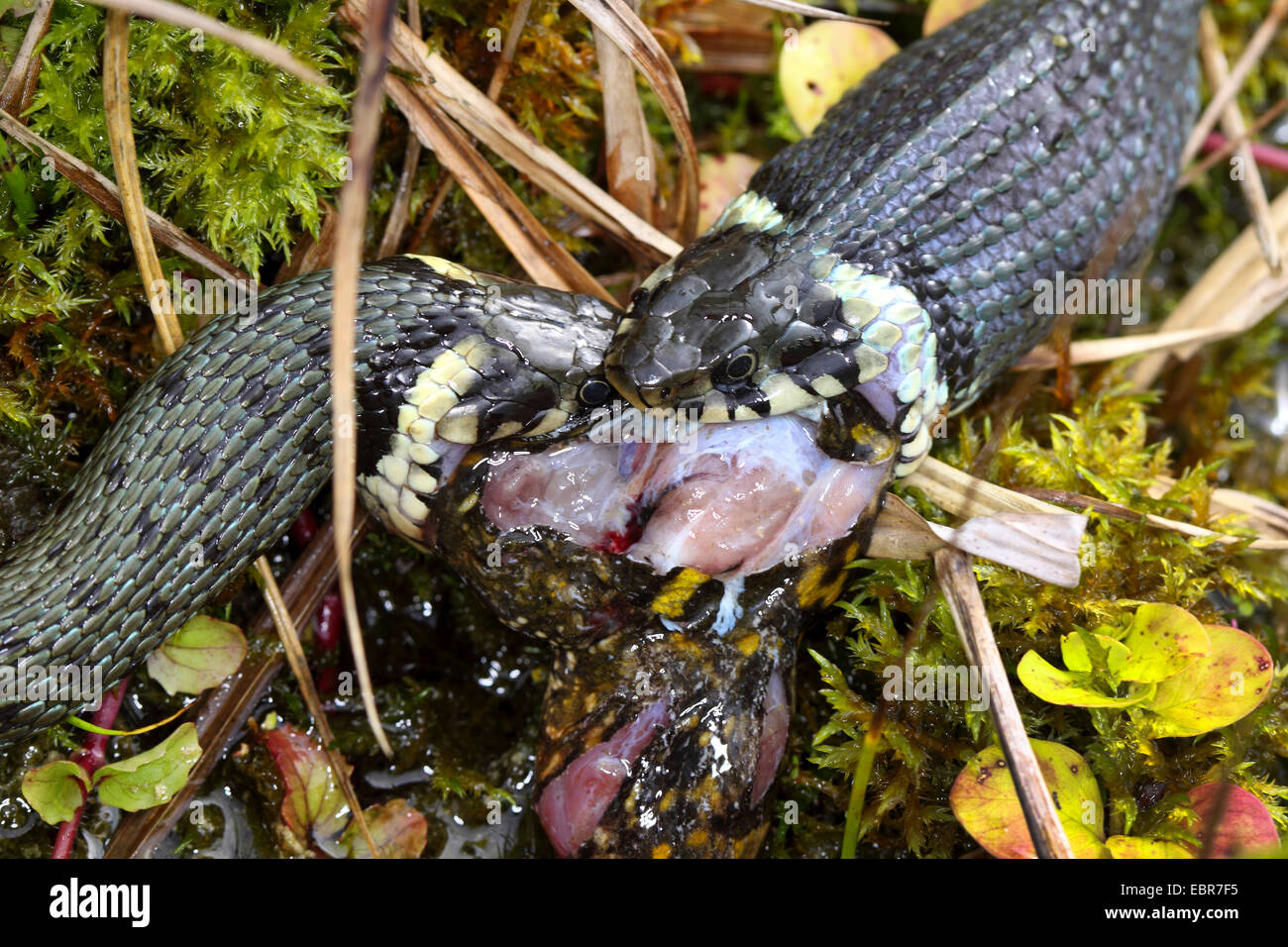 grass snake (Natrix natrix), series picture 12, two snakes fighting for ...