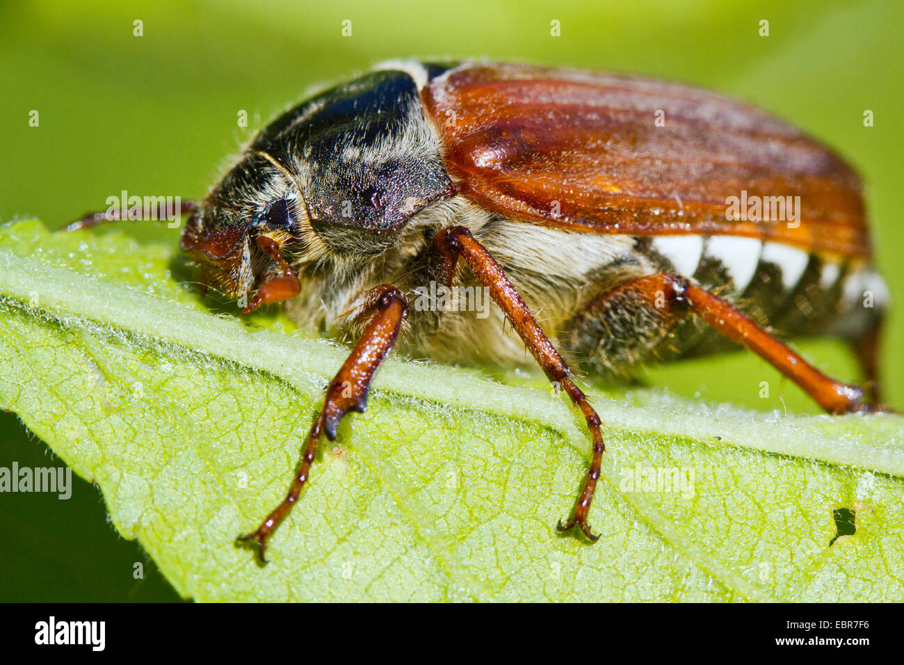 Maybug on leaf hi-res stock photography and images - Alamy