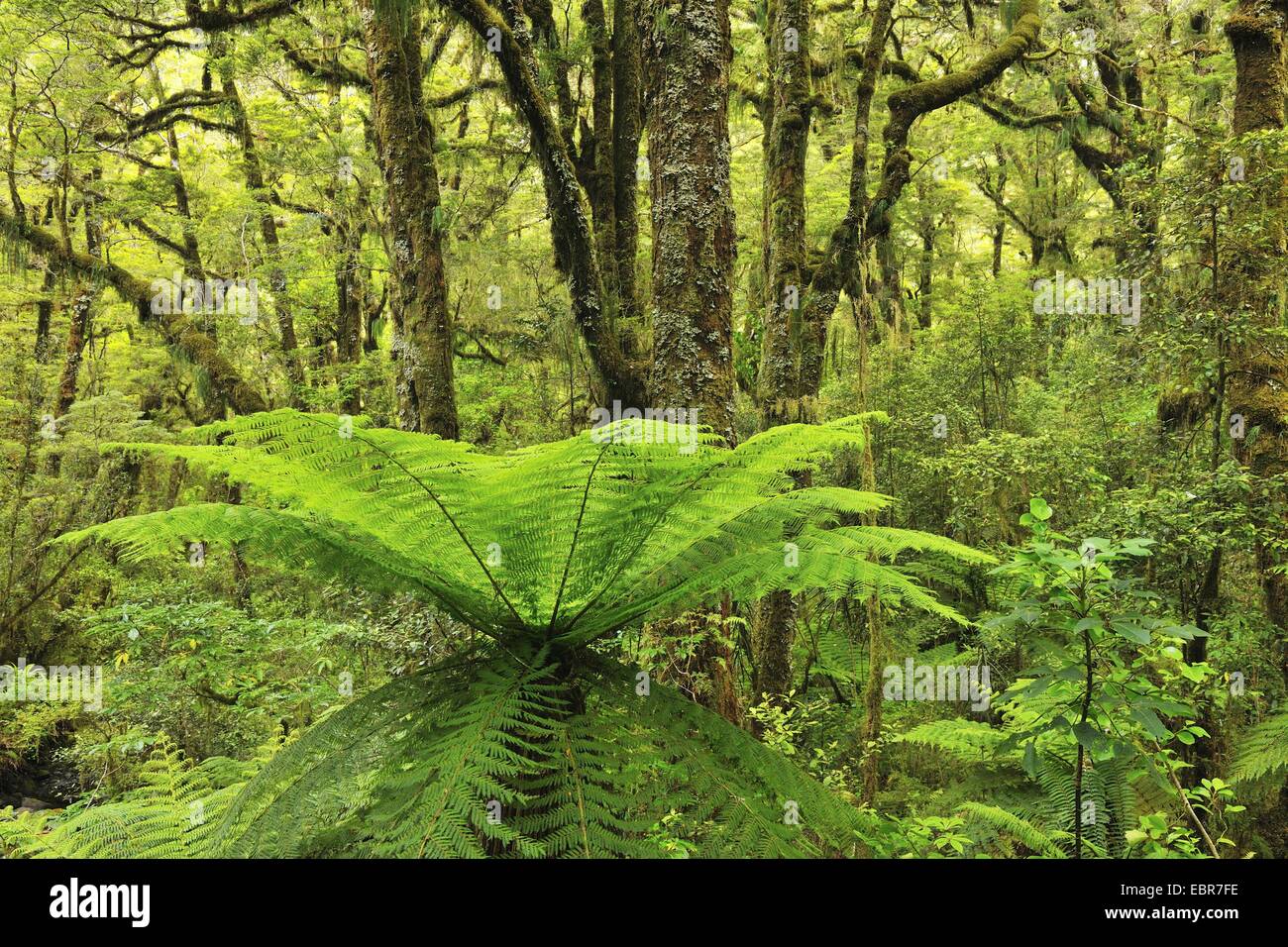 Tree fern in new zealand hi-res stock photography and images - Alamy