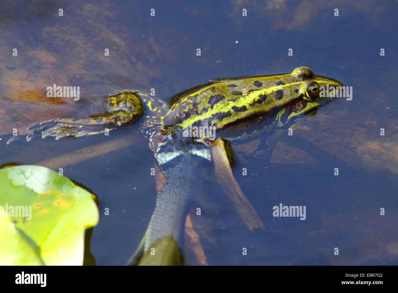 grass snake (Natrix natrix), has caught a frog European edible frog ...