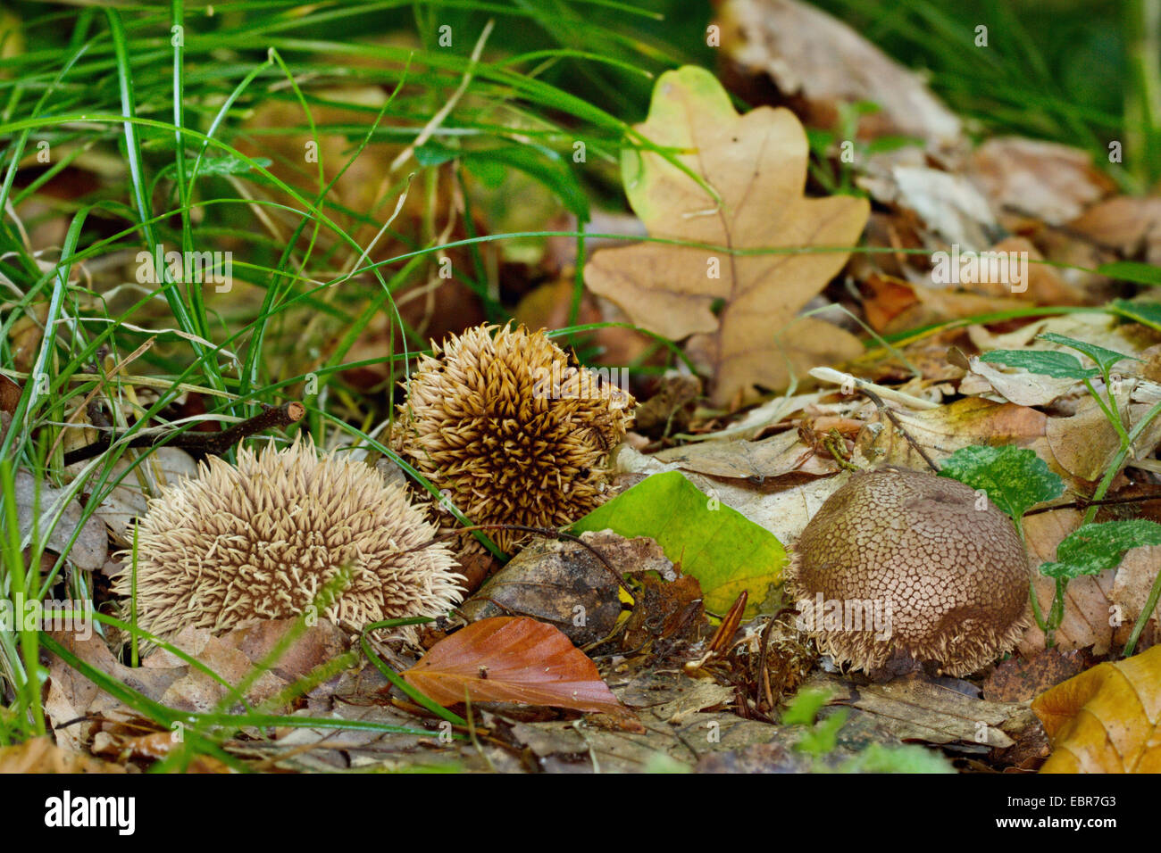 spiny puffball (Lycoperdon echinatum), three fruiting bodies on forest ...