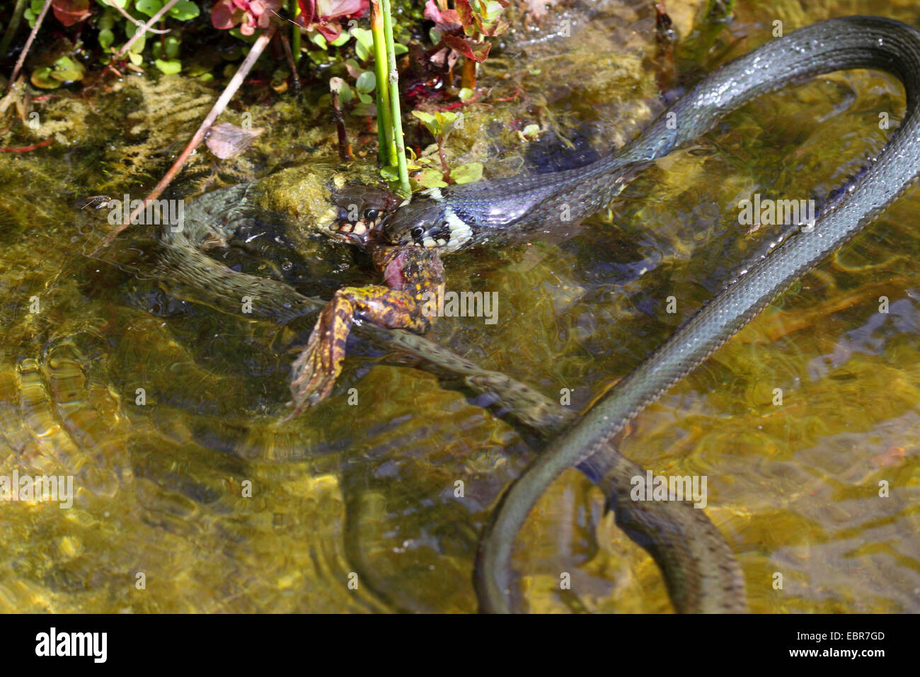 grass snake (Natrix natrix), series picture 5, two snakes fighting for ...