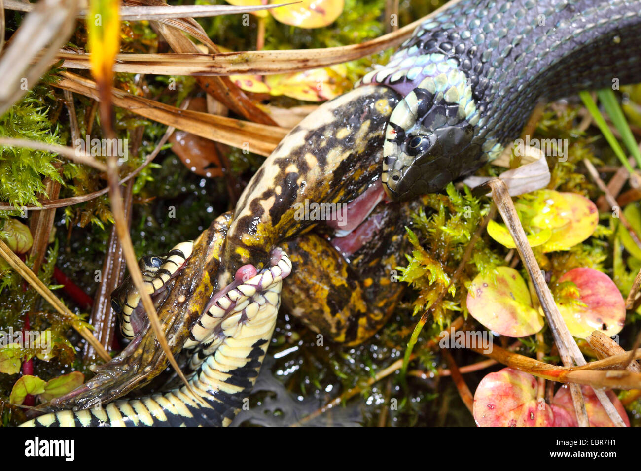 grass snake (Natrix natrix), series picture 14, two snakes fighting for ...