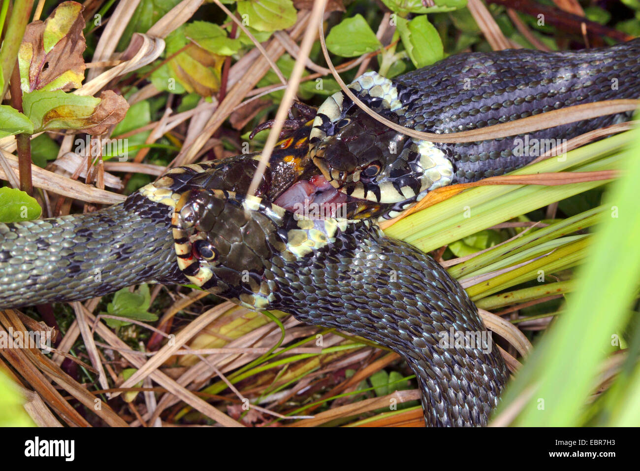 grass snake (Natrix natrix), series picture 3, three snakes fighting ...