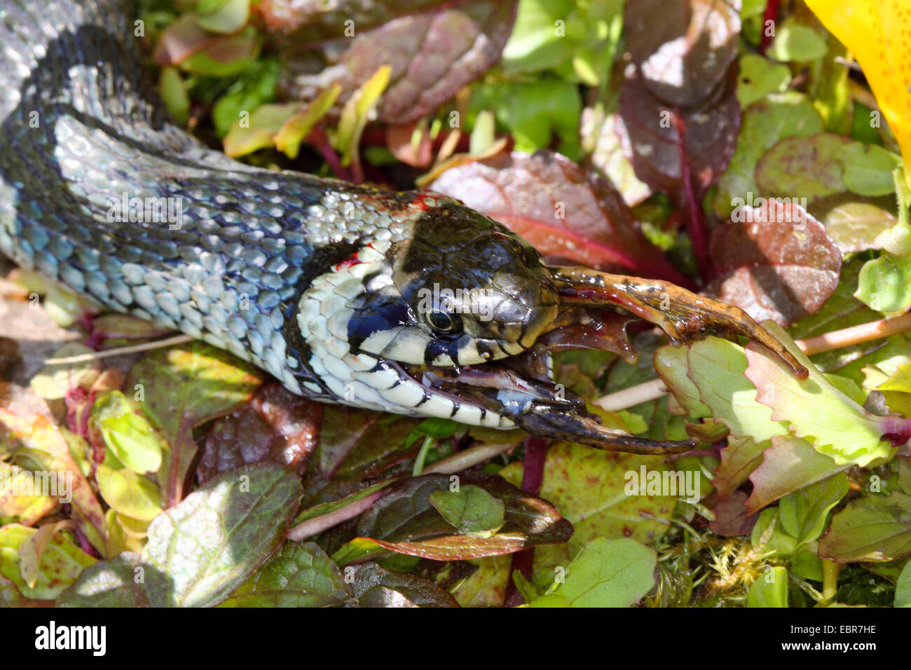 grass snake (Natrix natrix), series picture 21, two snakes fighting for ...