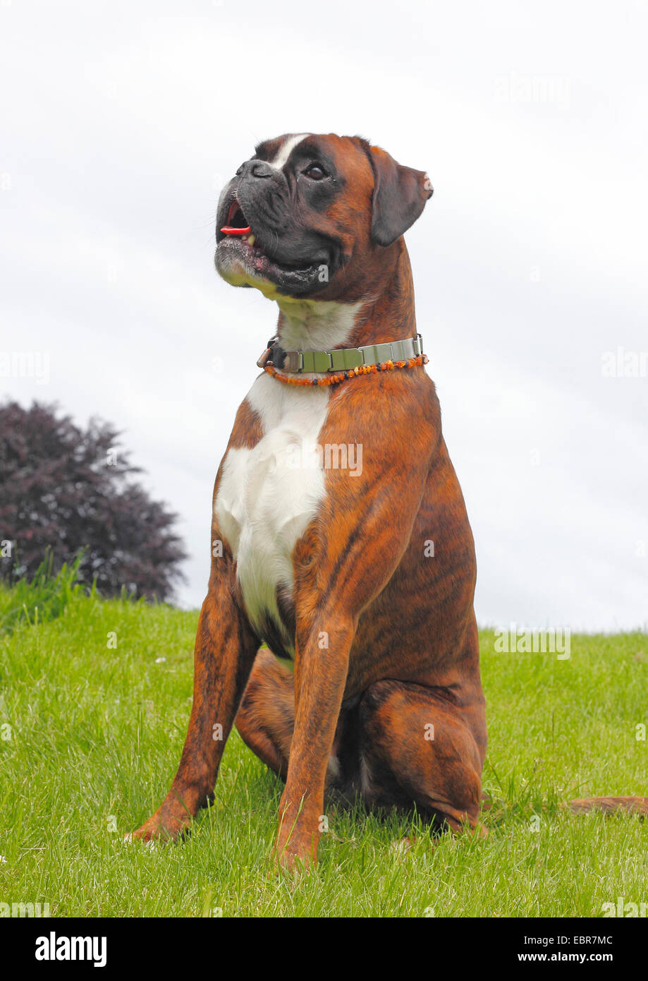 German Boxer (Canis lupus f. familiaris), two year old Geman Boxer sits ...