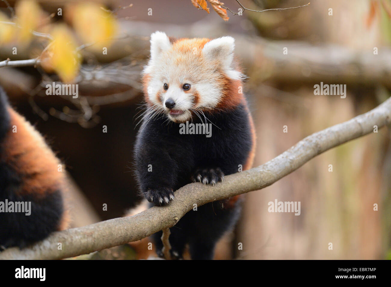 Red panda side view hi-res stock photography and images - Alamy