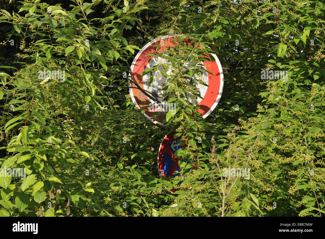 overgrown road signs, Germany, North Rhine-Westphalia, Ruhr Area ...