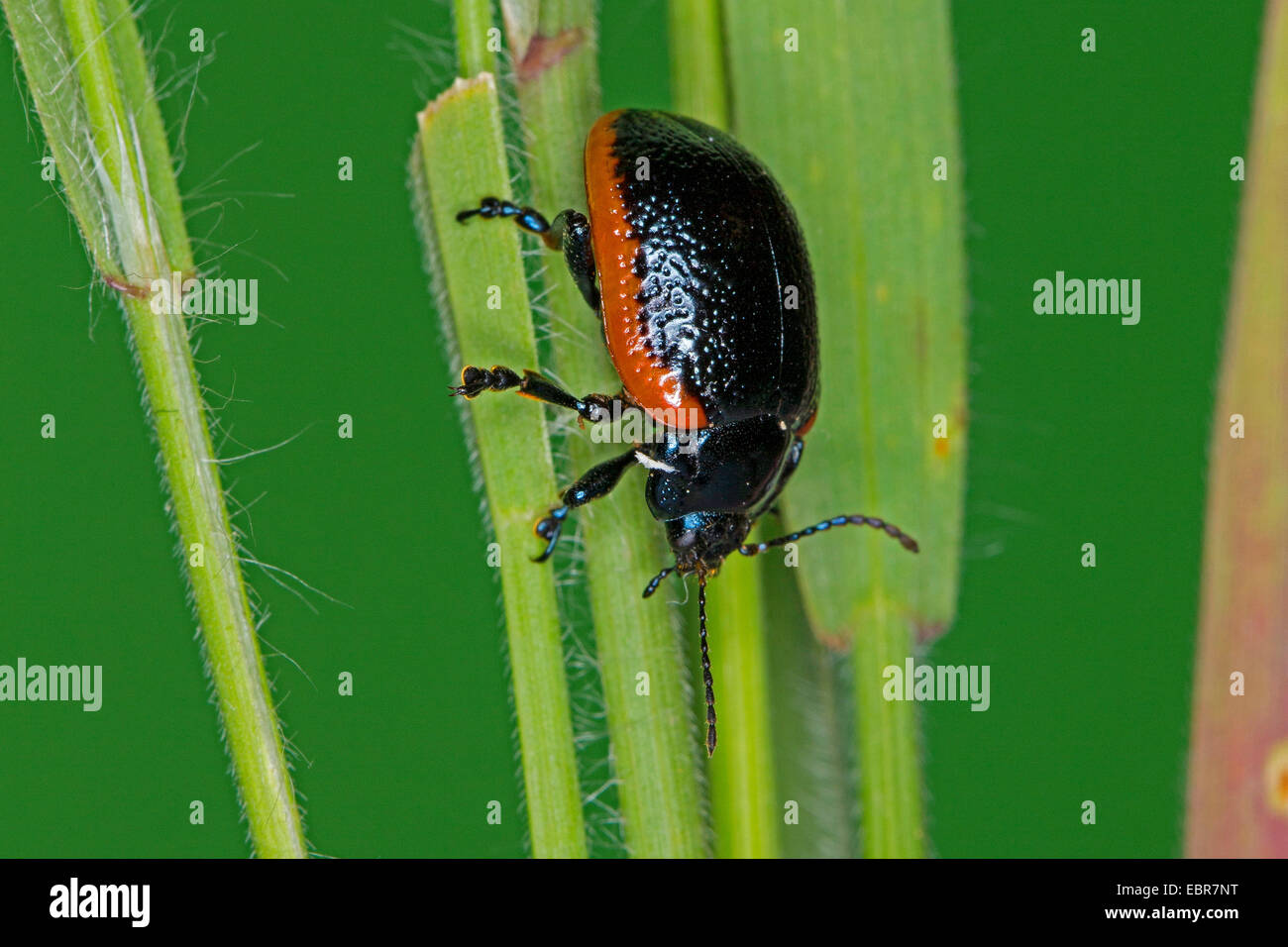 Upside down beetle hi-res stock photography and images - Alamy