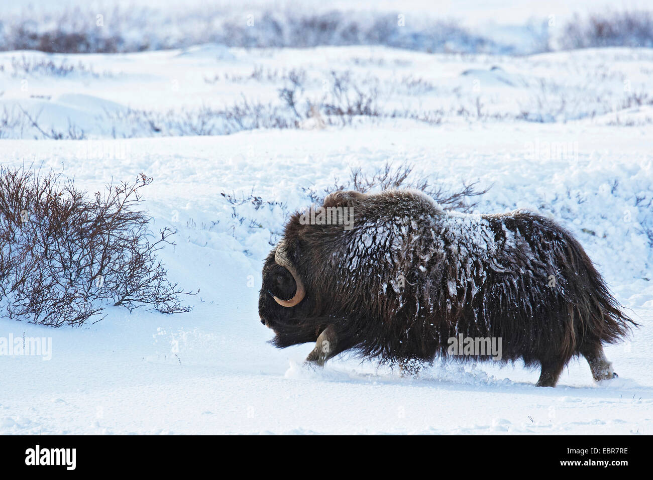Musk ox snow hi-res stock photography and images - Alamy