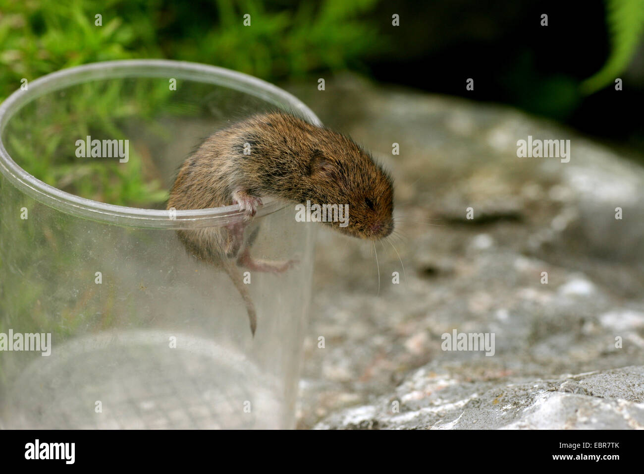 European pine vole (Microtus subterraneus, Pitymys subterraneus ...
