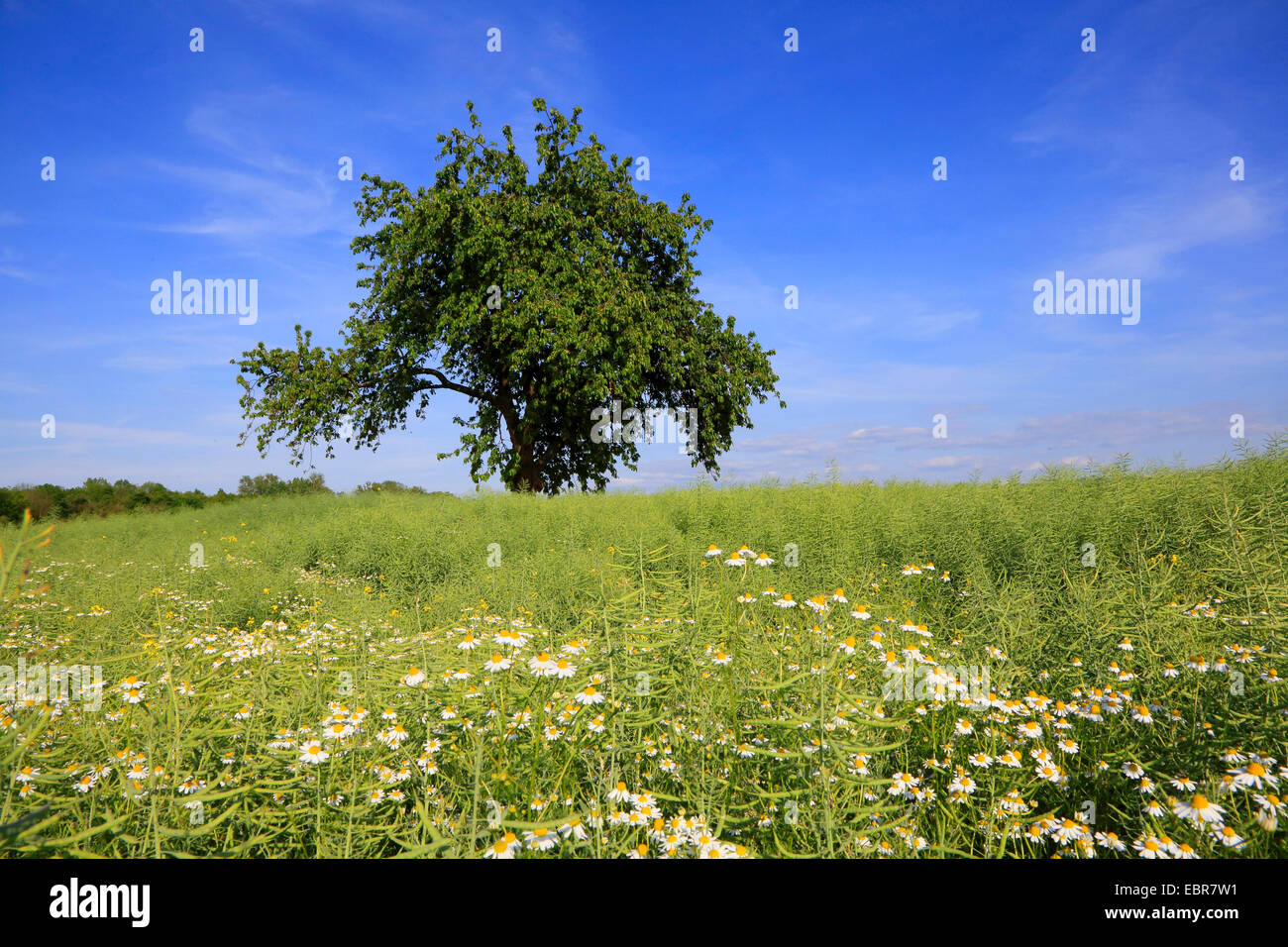 apple tree (Malus domestica), in a withered rape field, Germany Stock ...