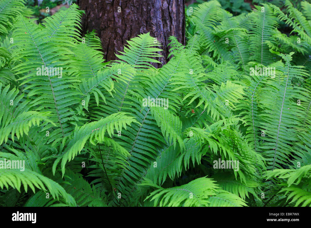 European Ostrich Fern, Ostrich Fern (Matteuccia struthiopteris), group ...