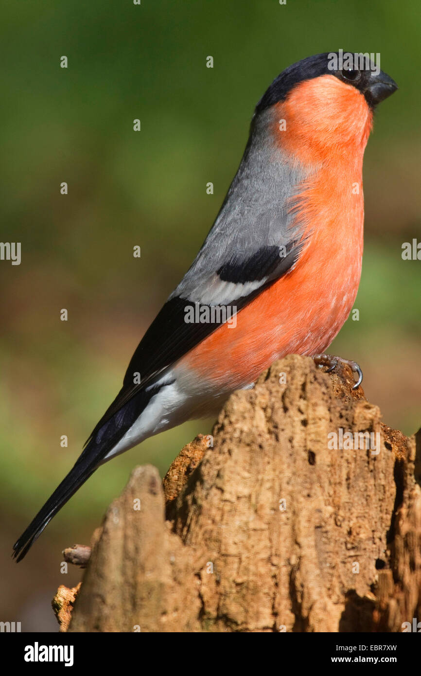 bullfinch, Eurasian bullfinch, northern bullfinch (Pyrrhula pyrrhula ...