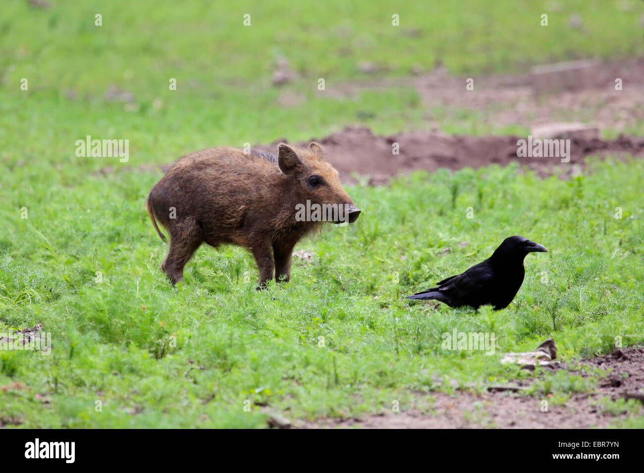 wild boar, pig, wild boar (Sus scrofa), young pig with Carrion Crow ...