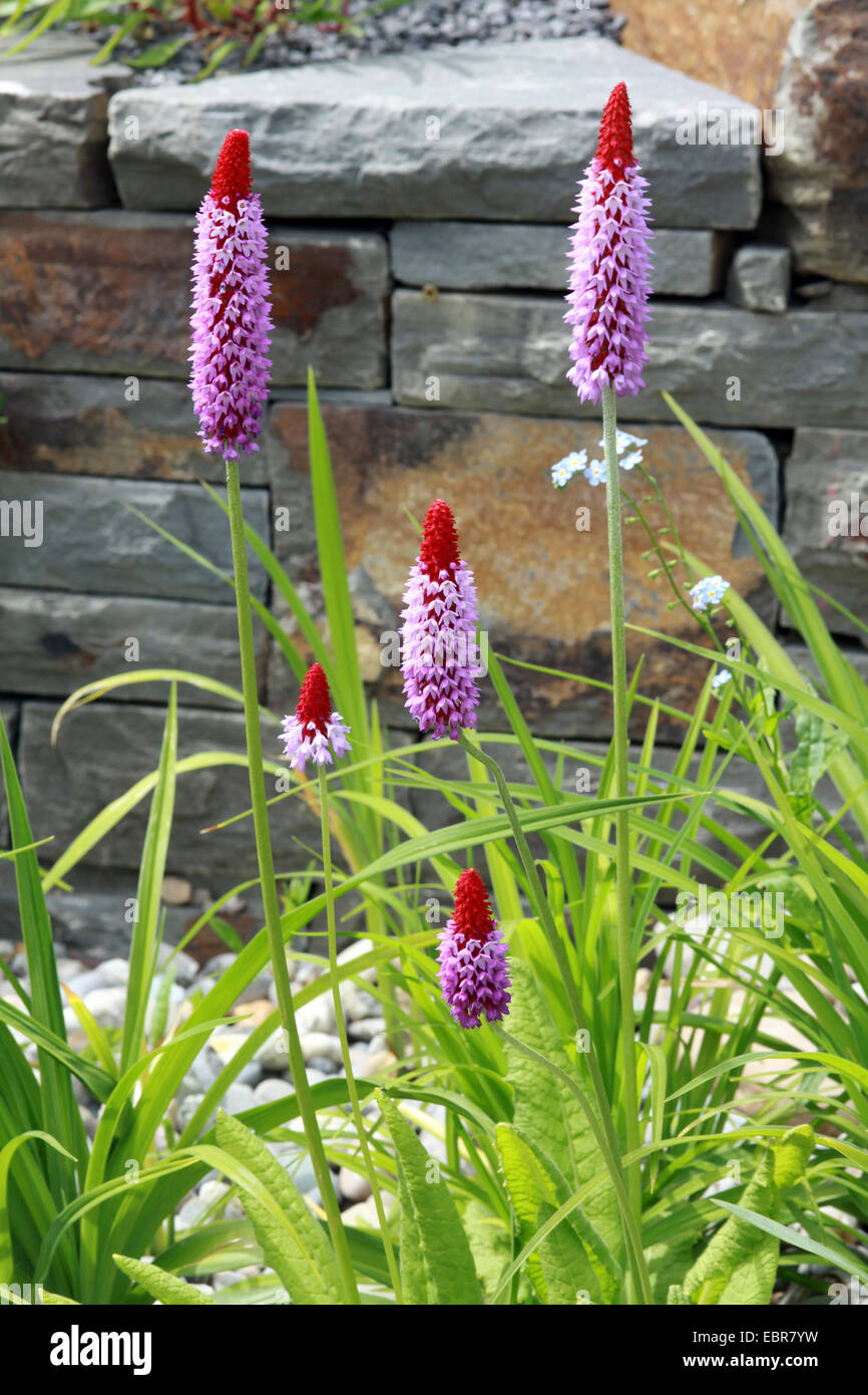 orchid primrose (Primula viallii), blooming in a stone garden, Germany ...