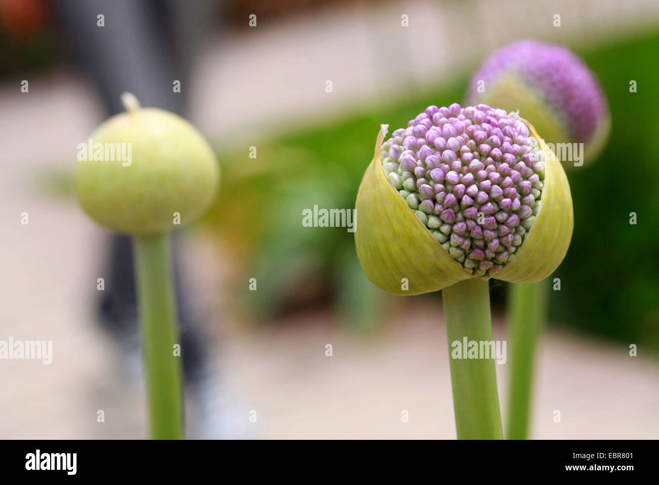 Allium (Allium spec.), opening inflorescence, Germany, North Rhine ...