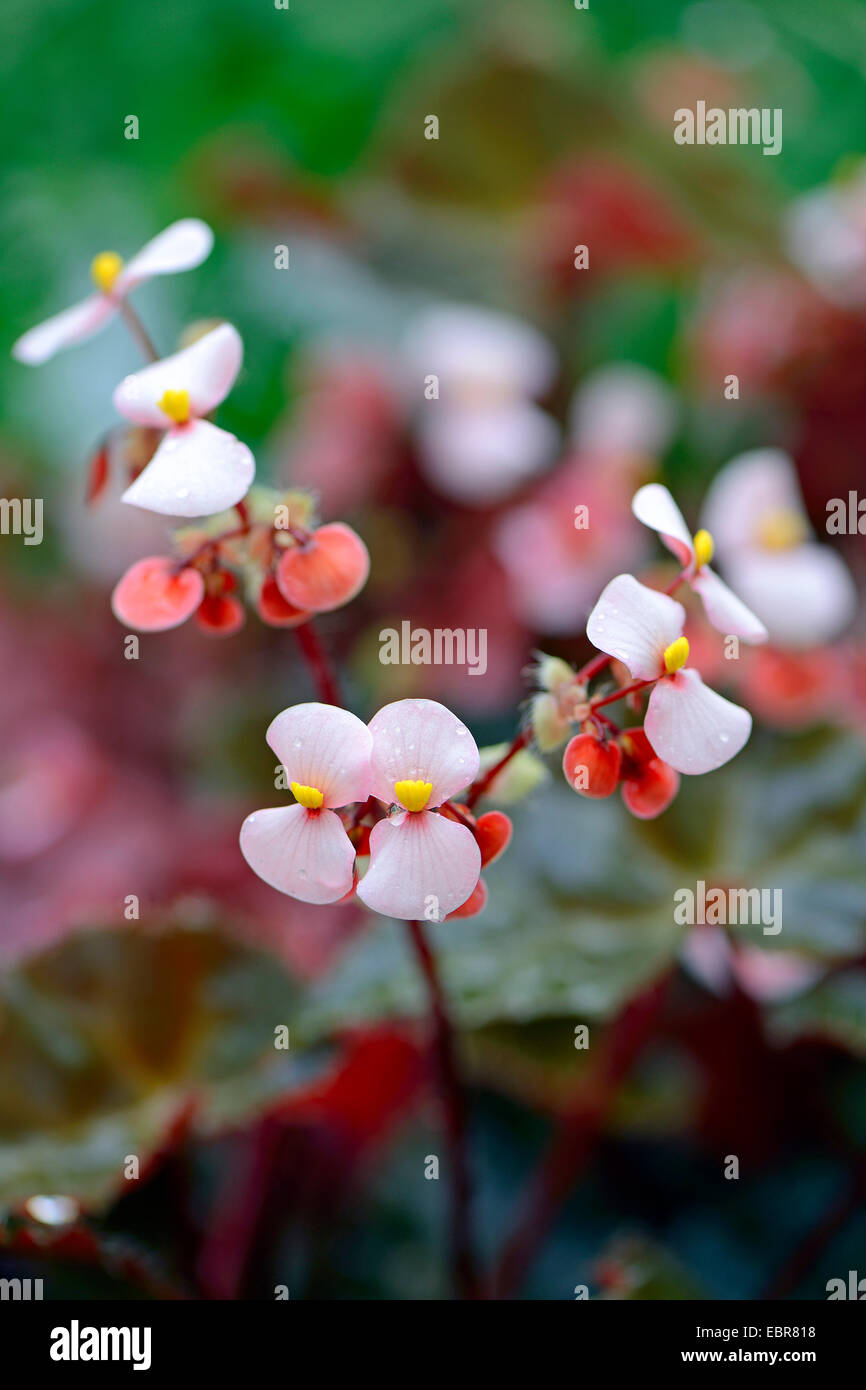 Begonia bowerae (Begonia bowerae), inflorescence Stock Photo - Alamy