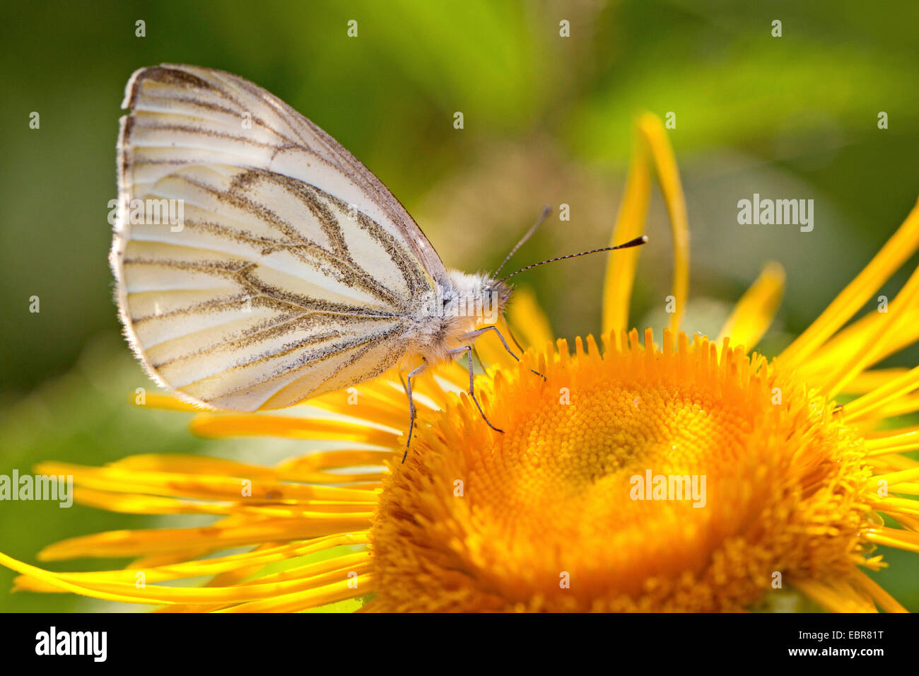 Green-veined white, Green veined white (Pieris napi, Artogeia napi ...