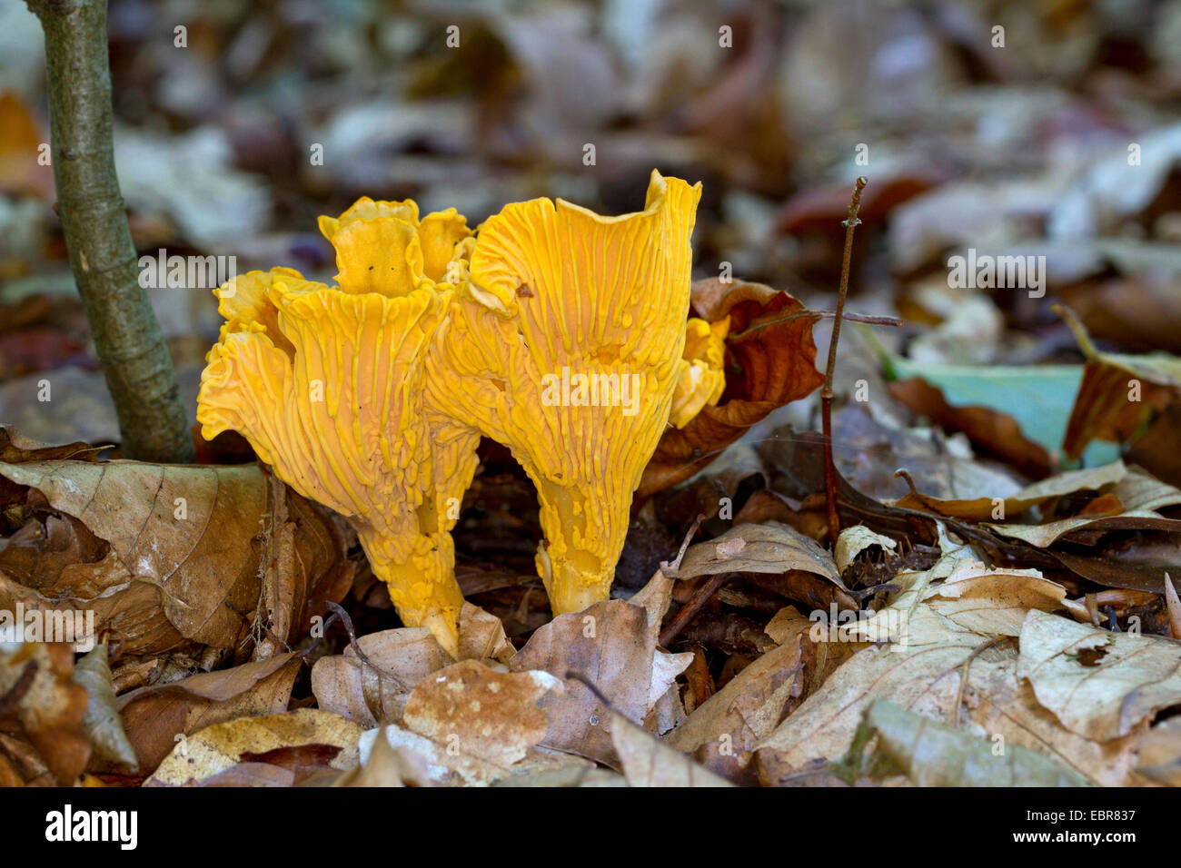 chanterelle (Cantharellus cibarius), two fruiting bodies on forest ...