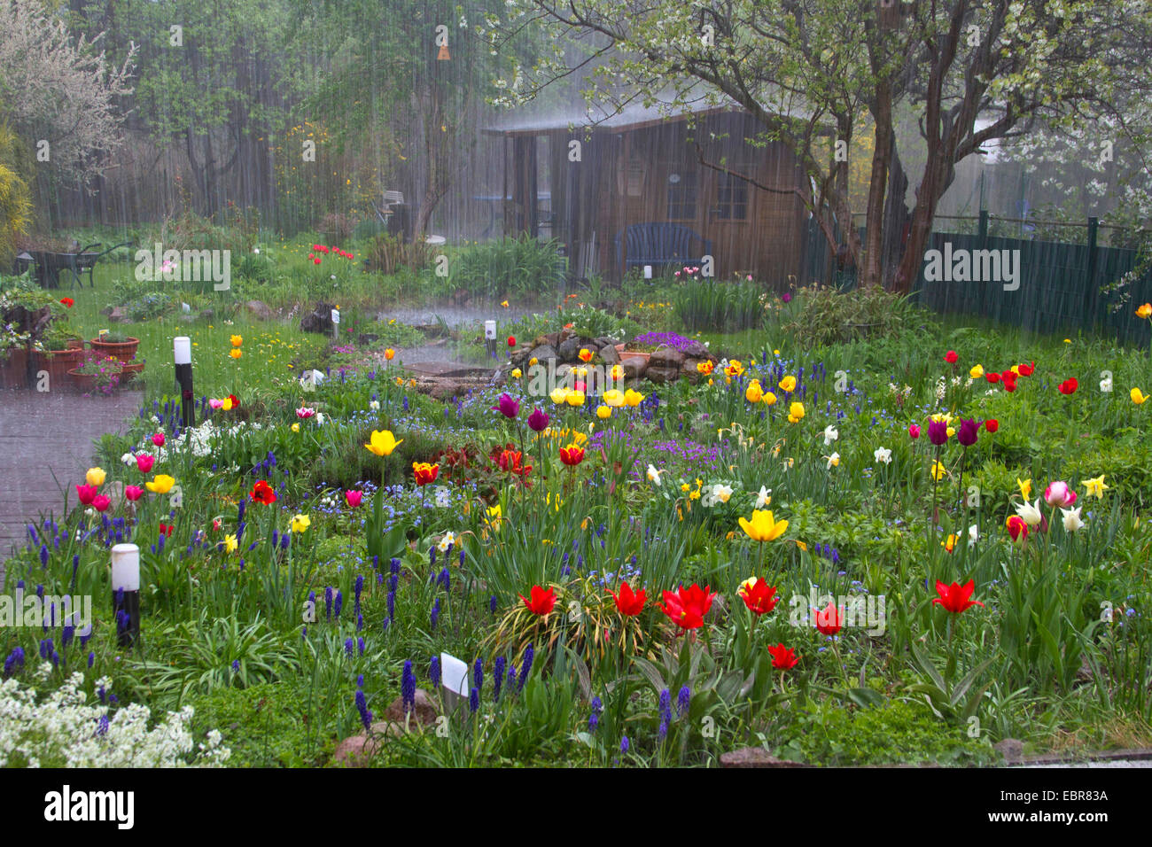 heavy shower with hail in a garden in spring, Germany Stock Photo - Alamy