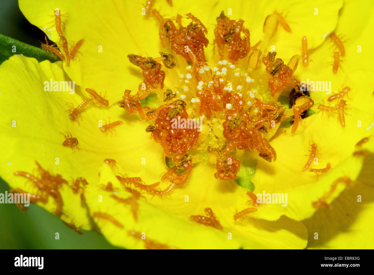 Oil beetle, Black oil beetle (Meloe proscarabaeus), larvae waiting for ...