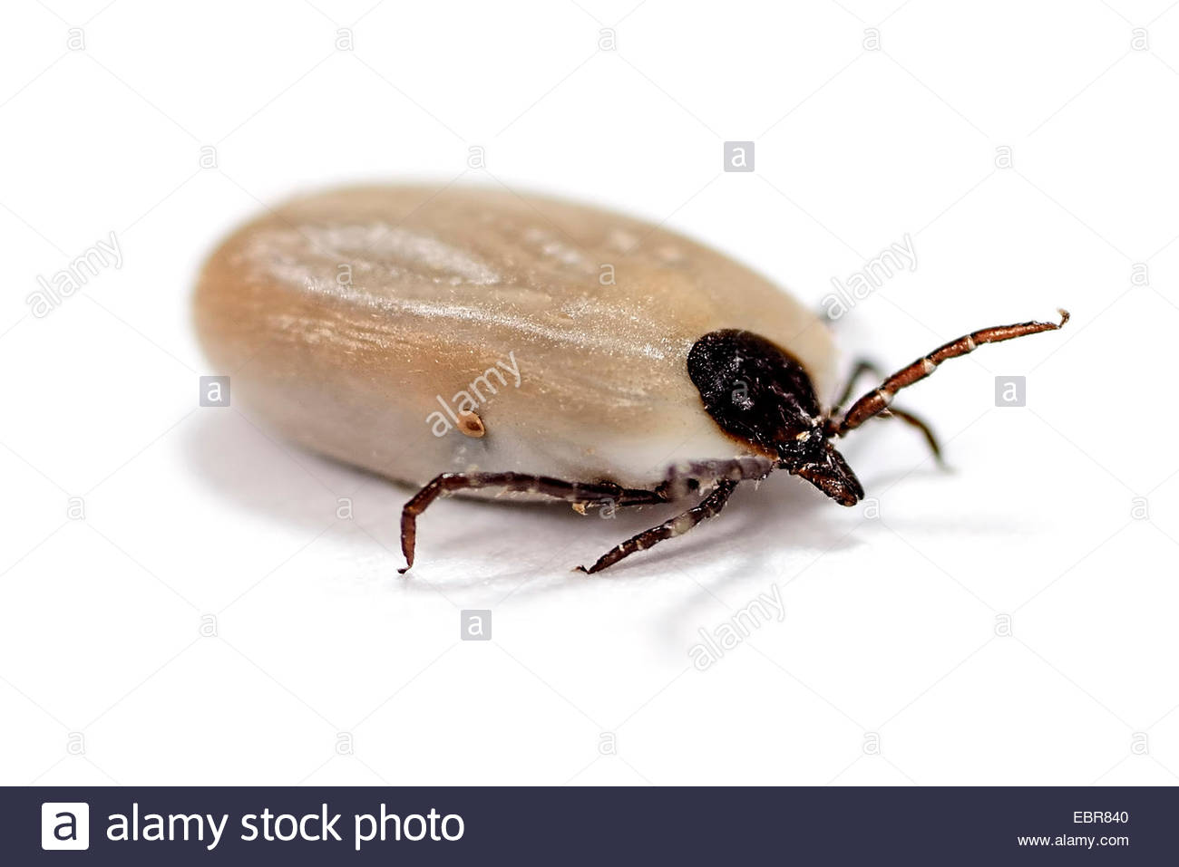European Sheep Tick Stock Photos & European Sheep Tick Stock Images - Alamy
