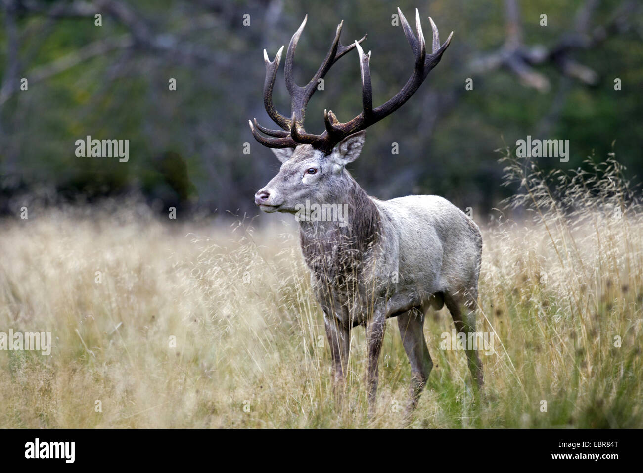 red deer (Cervus elaphus), white stag in rutting season, Denmark Stock ...