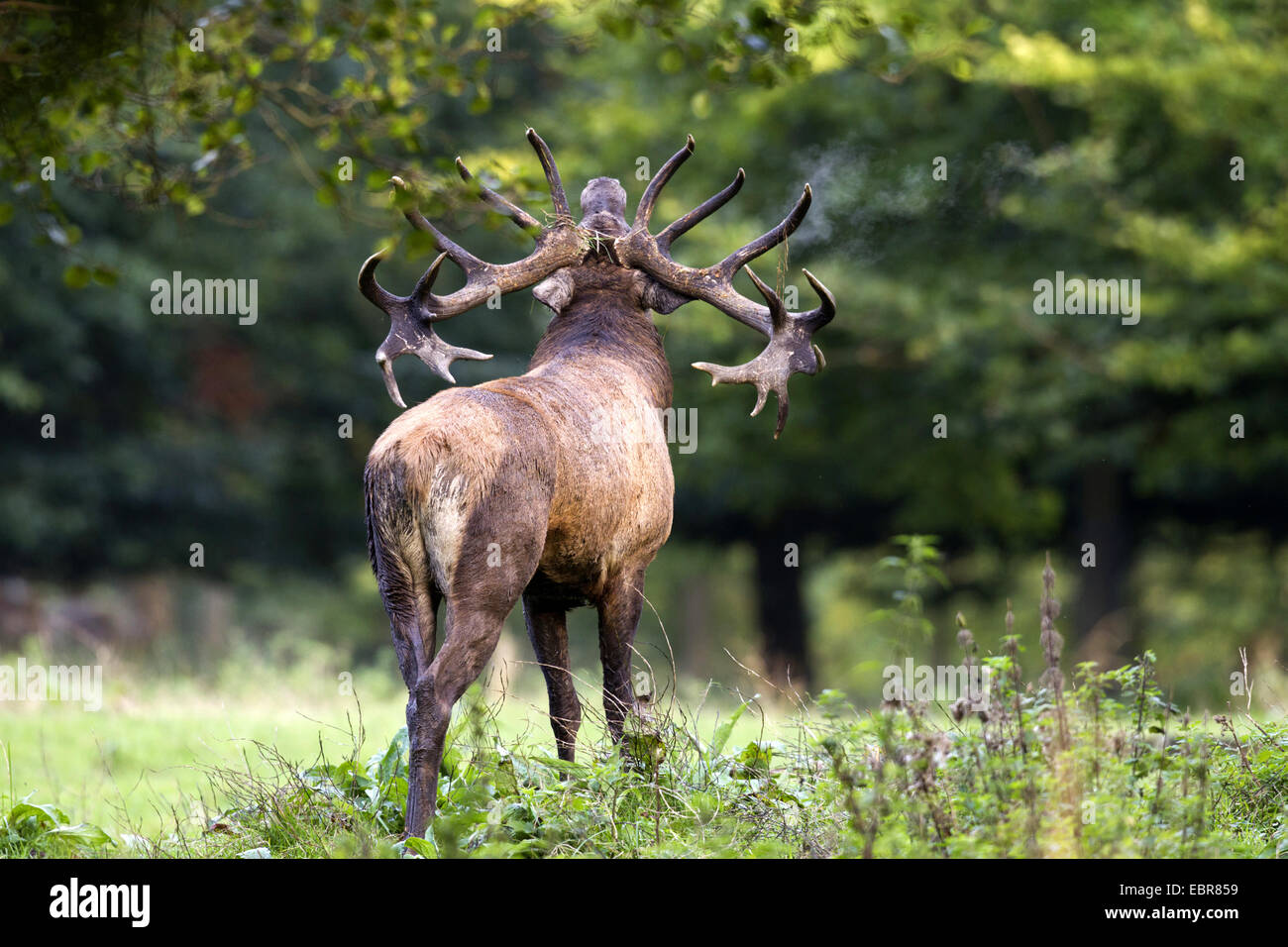 Red deer from behind hi-res stock photography and images - Alamy
