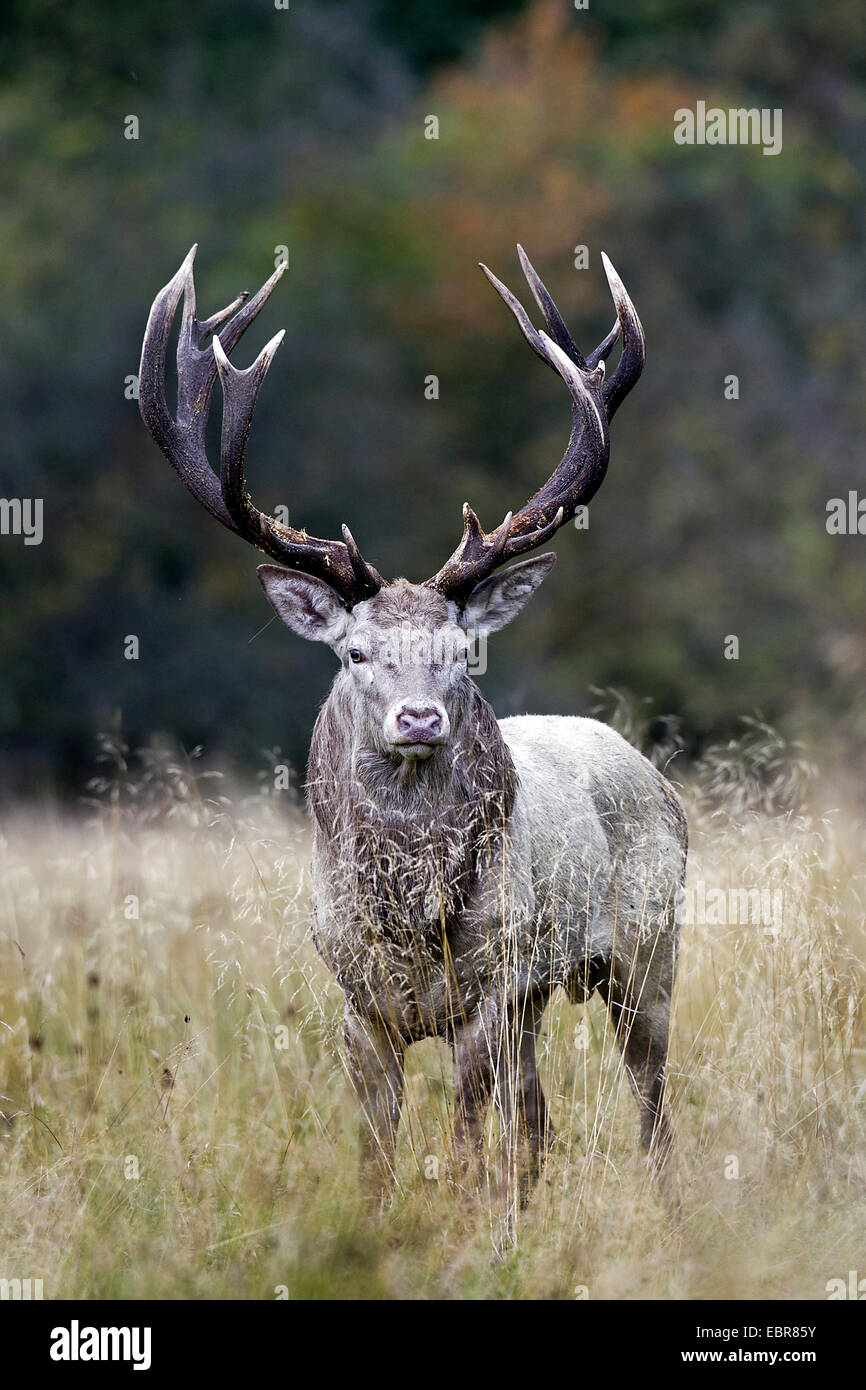 red deer (Cervus elaphus), white stag in rutting season, Denmark Stock ...
