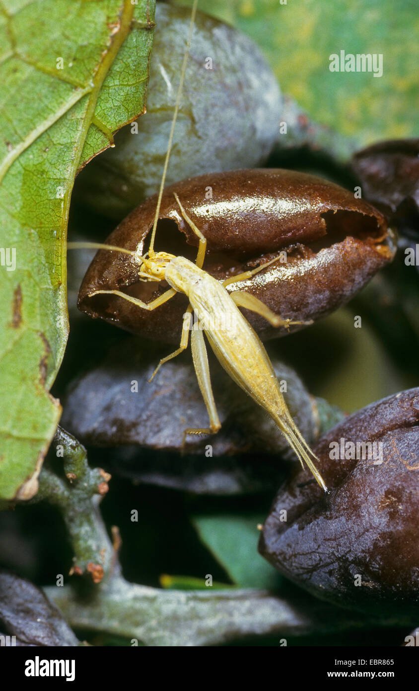 Eats crickets and grasshoppers hi-res stock photography and images - Alamy