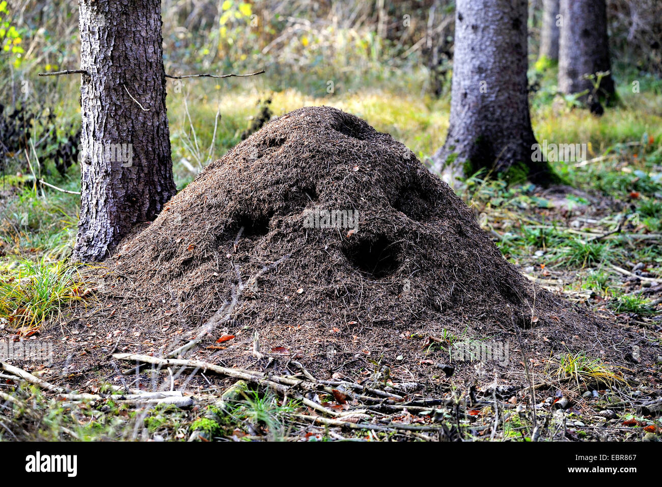 ants (Formicidae), ant hill in a spruce forest, Germany Stock Photo - Alamy