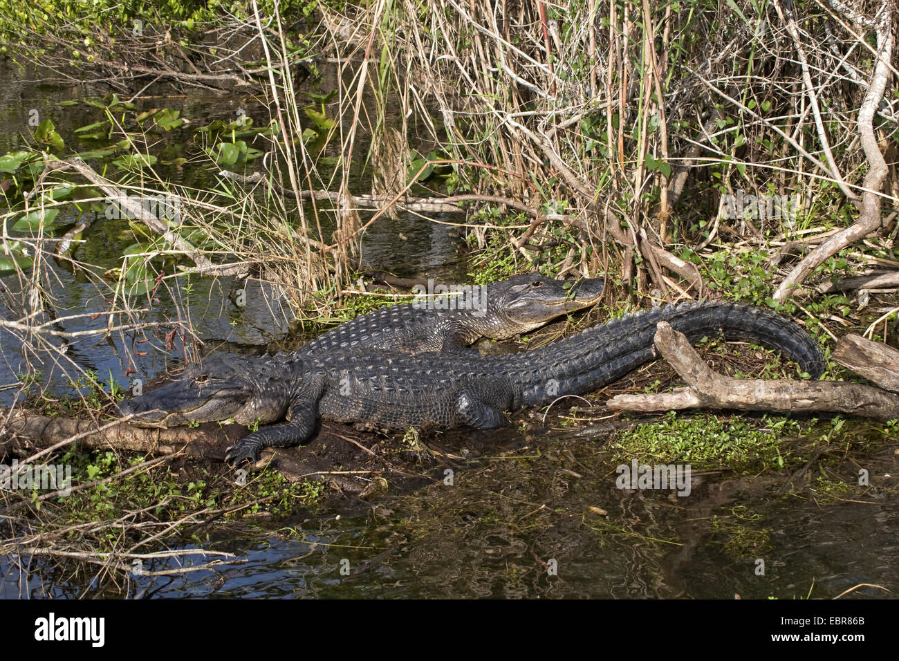 American alligator (Alligator mississippiensis), two alligators lying ...
