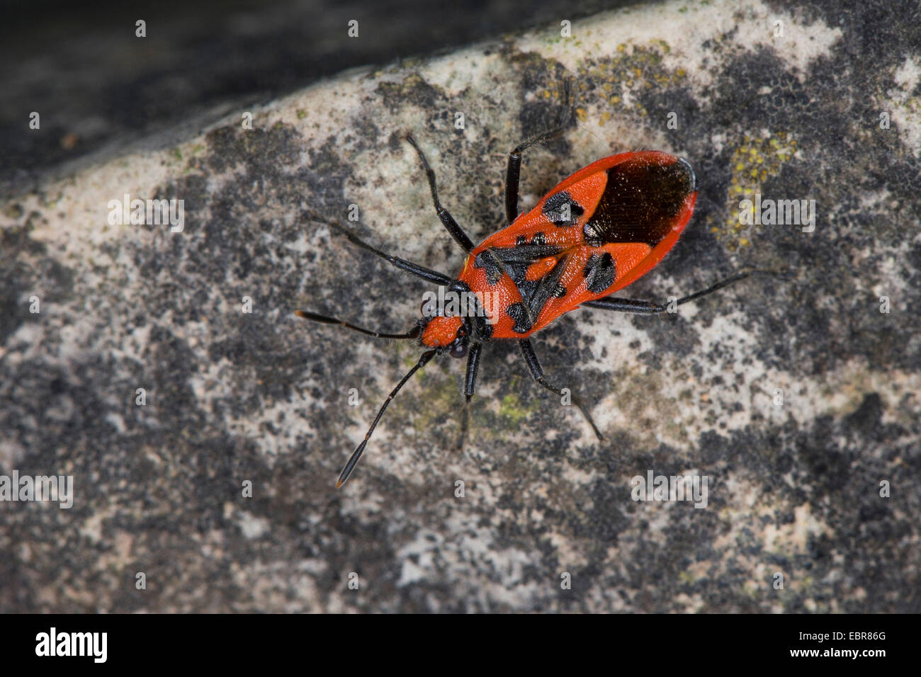 fire bug (Corizus hyoscyami), on a stone, Germany Stock Photo - Alamy