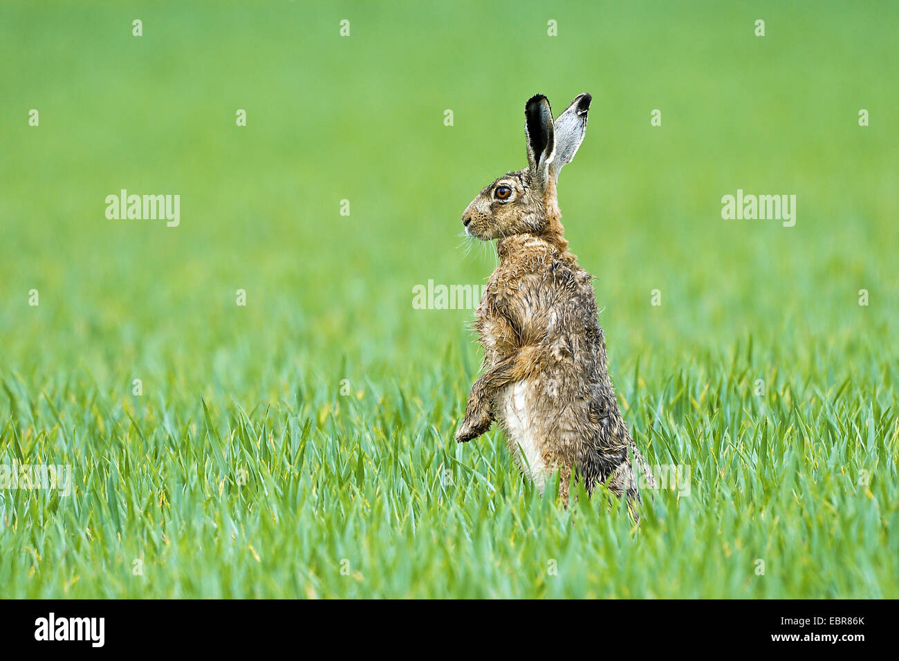 European hare, Brown hare (Lepus europaeus), standing erect in a meadow ...