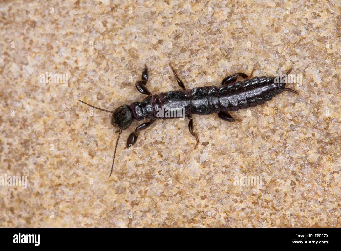 Embia ramburi hi-res stock photography and images - Alamy