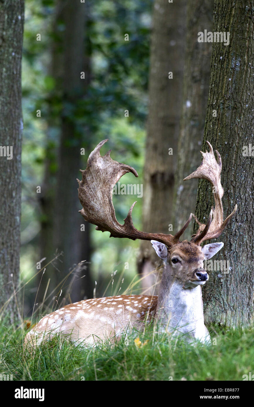 fallow deer (Dama dama, Cervus dama), white fallow deer in forest ...