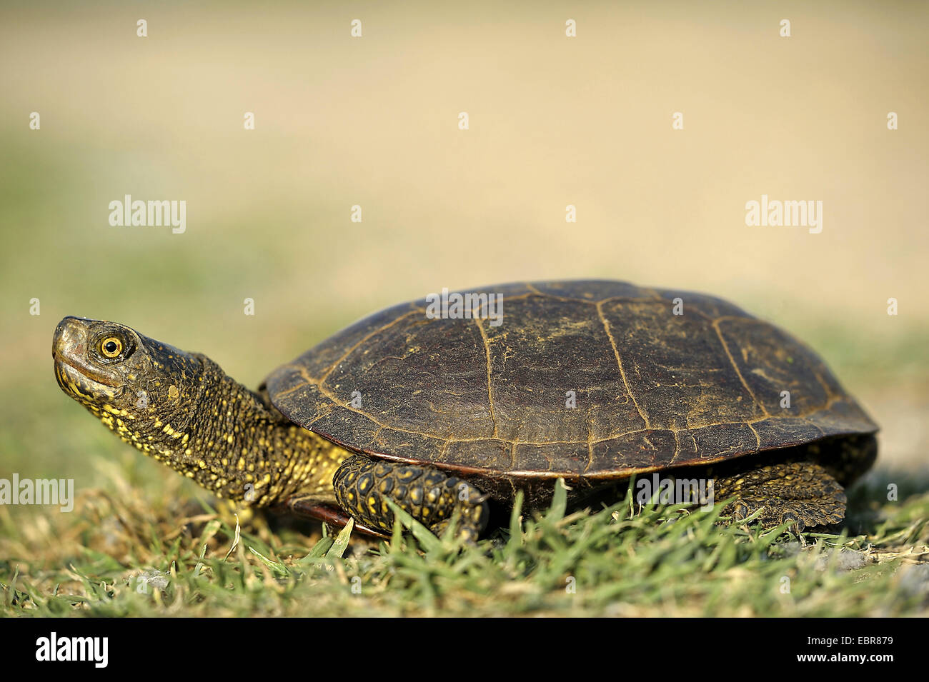 European pond terrapin, European pond turtle, European pond tortoise ...