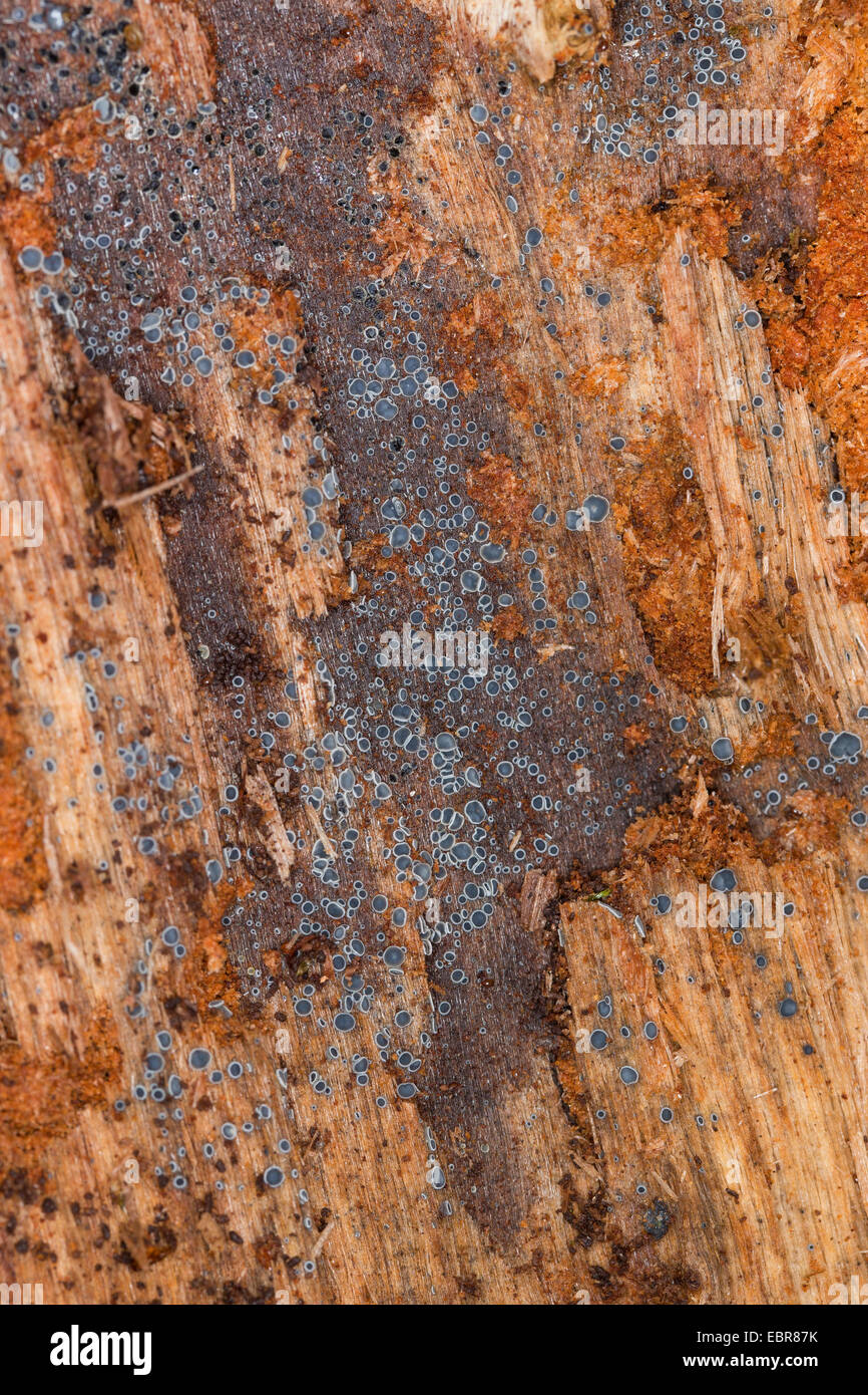 Saprophytic fungi hi-res stock photography and images - Alamy