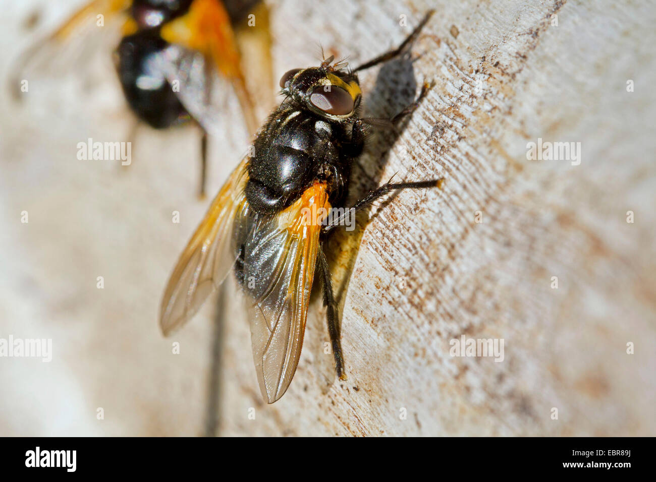 noon-fly, noonfly (Mesembrina meridiana), sits on wood, Germany Stock ...