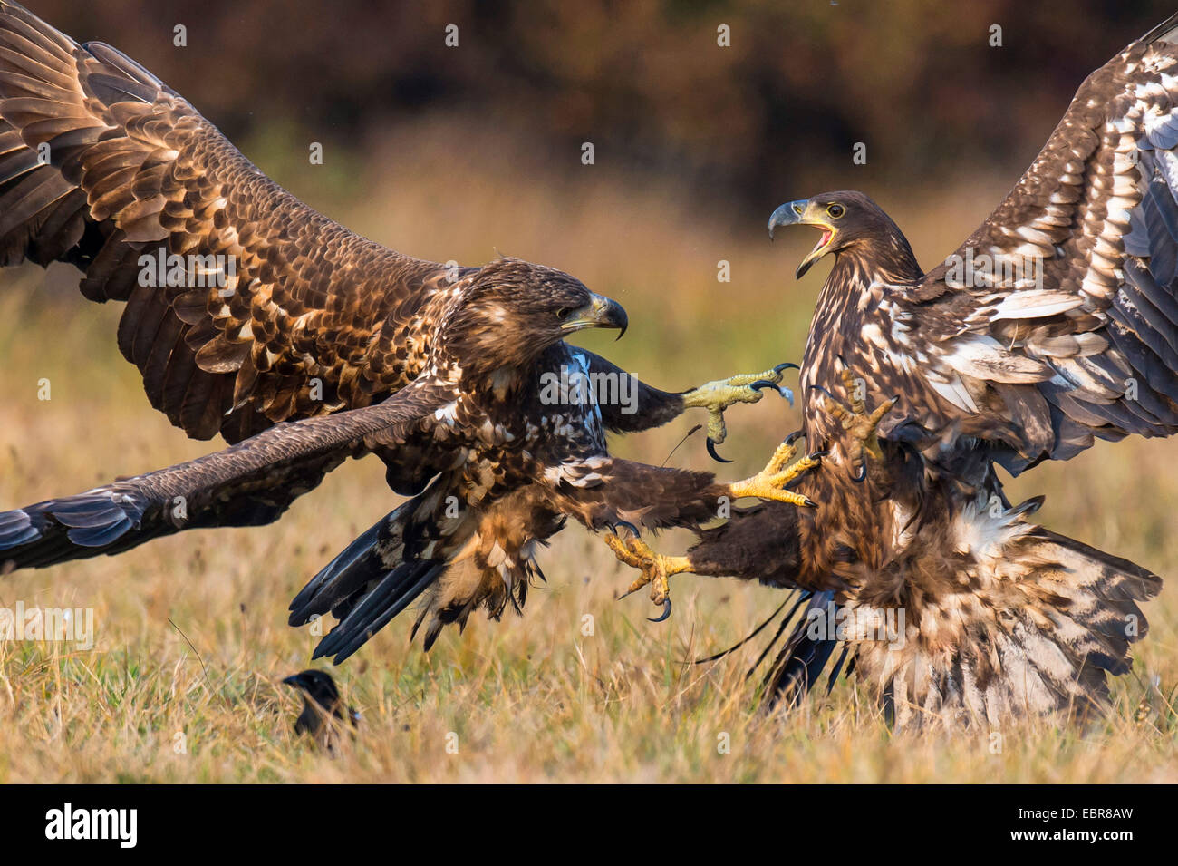 Hawk Vs Eagle Fight