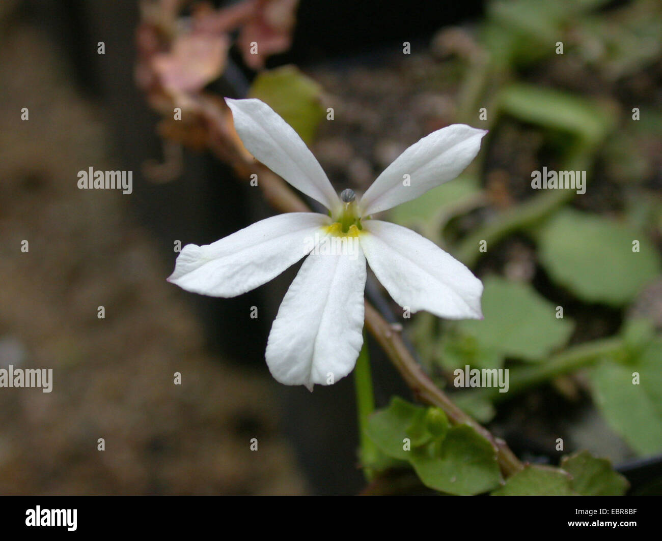 Pratia hi-res stock photography and images - Alamy