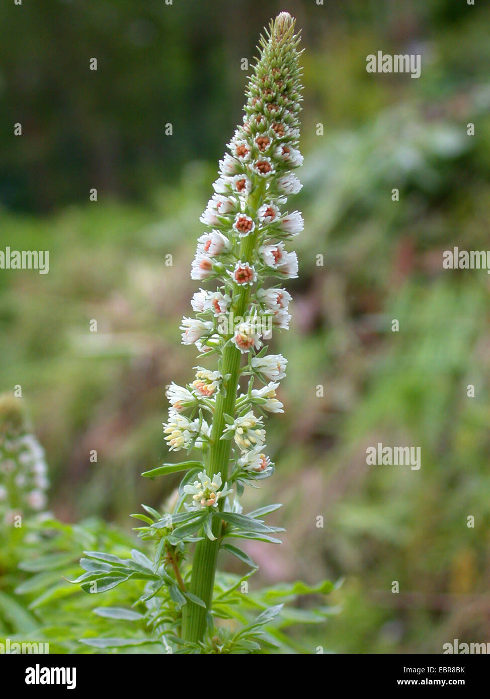 white mignonette, white upright mignonette (Reseda alba), inflorescende ...