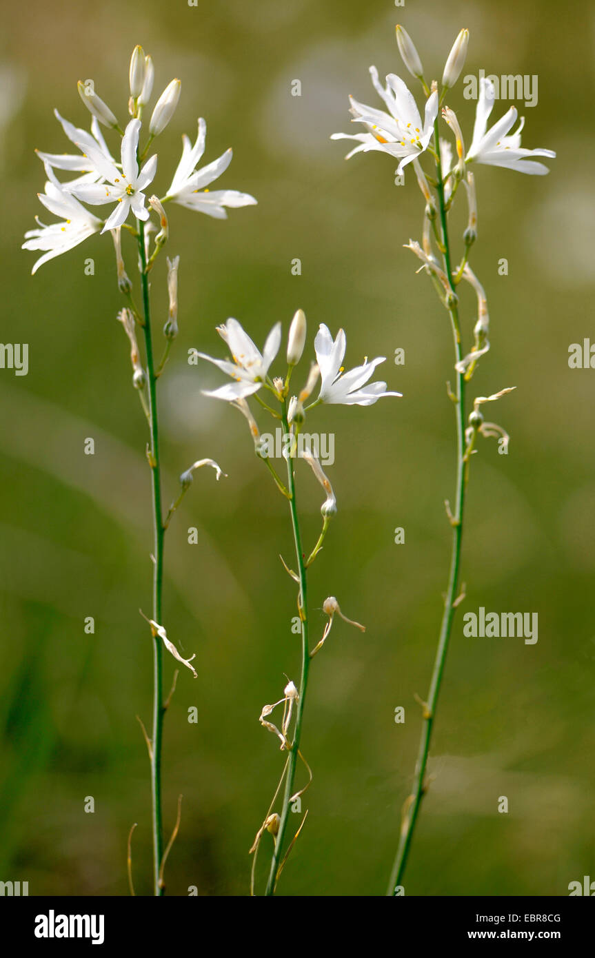 St. Bernard's lily (Anthericum liliago), blooming, Germany Stock Photo ...