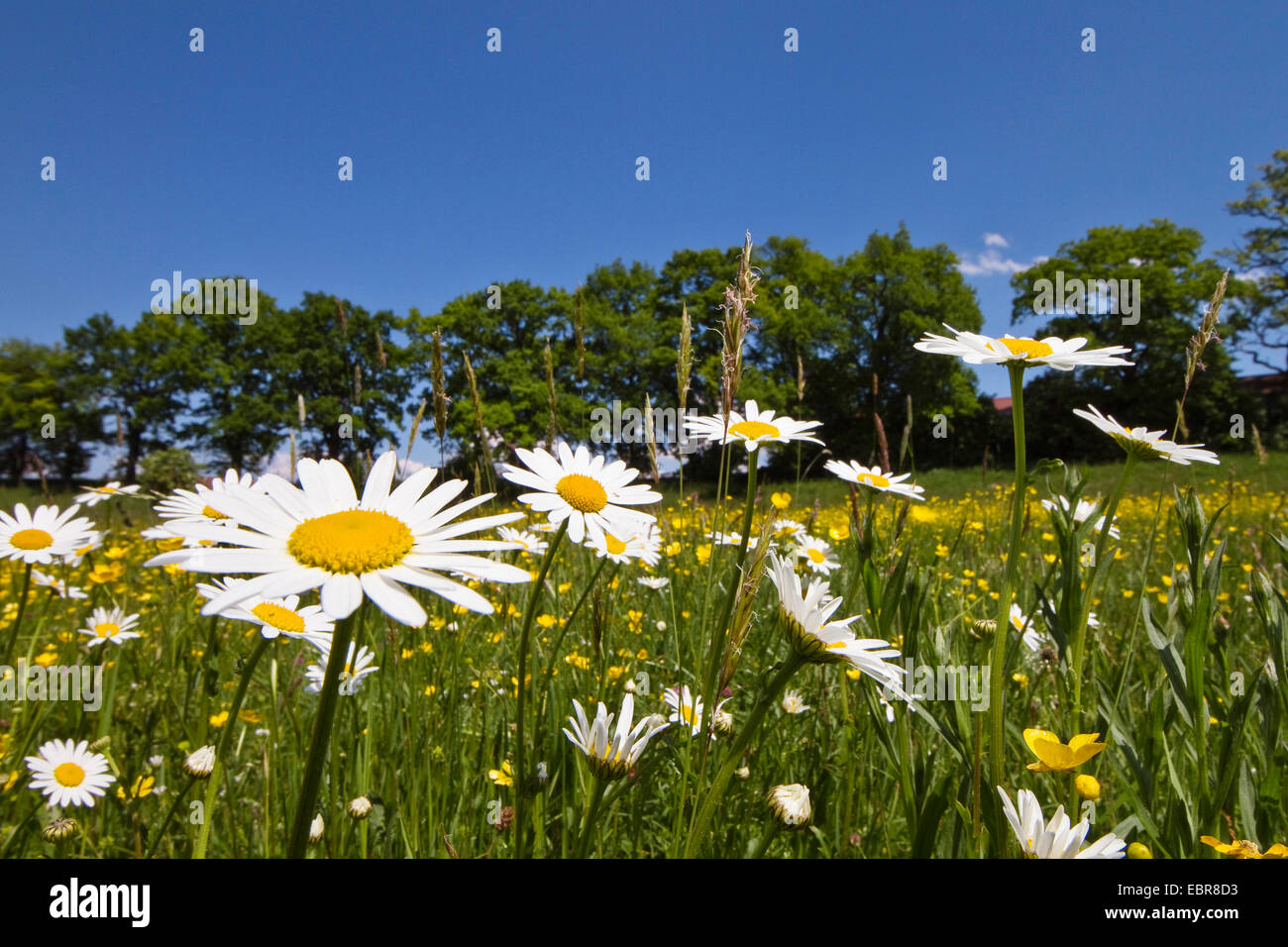 oxeye daisy (Chrysanthemum leucanthemum, Leucanthemum vulgare ...
