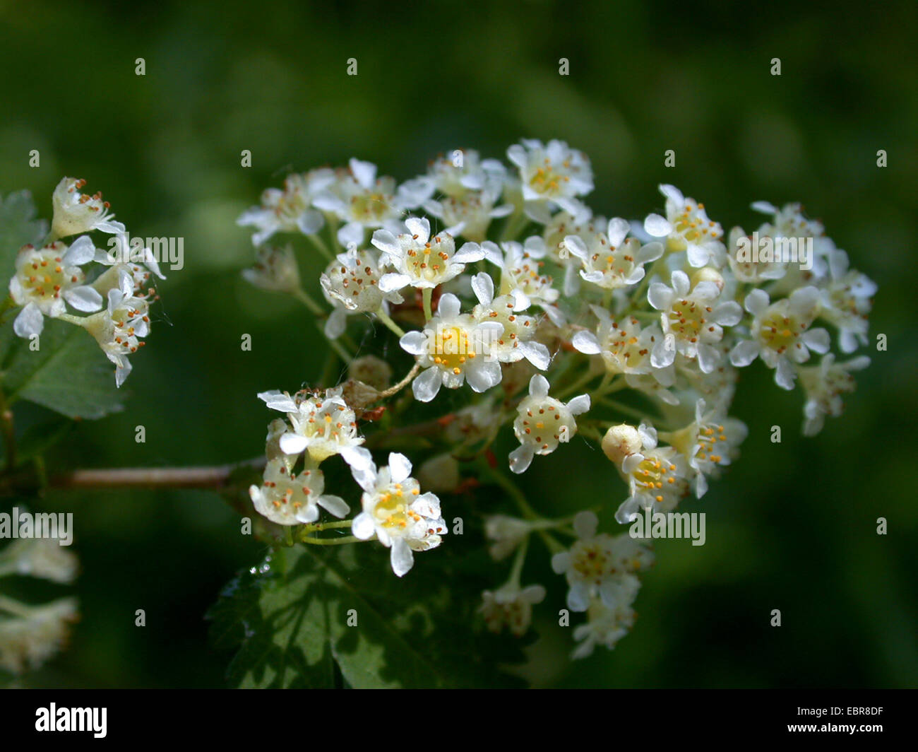 Cutleaf stephanandra, lace shrub (Stephanandra incisa), blooming branch ...